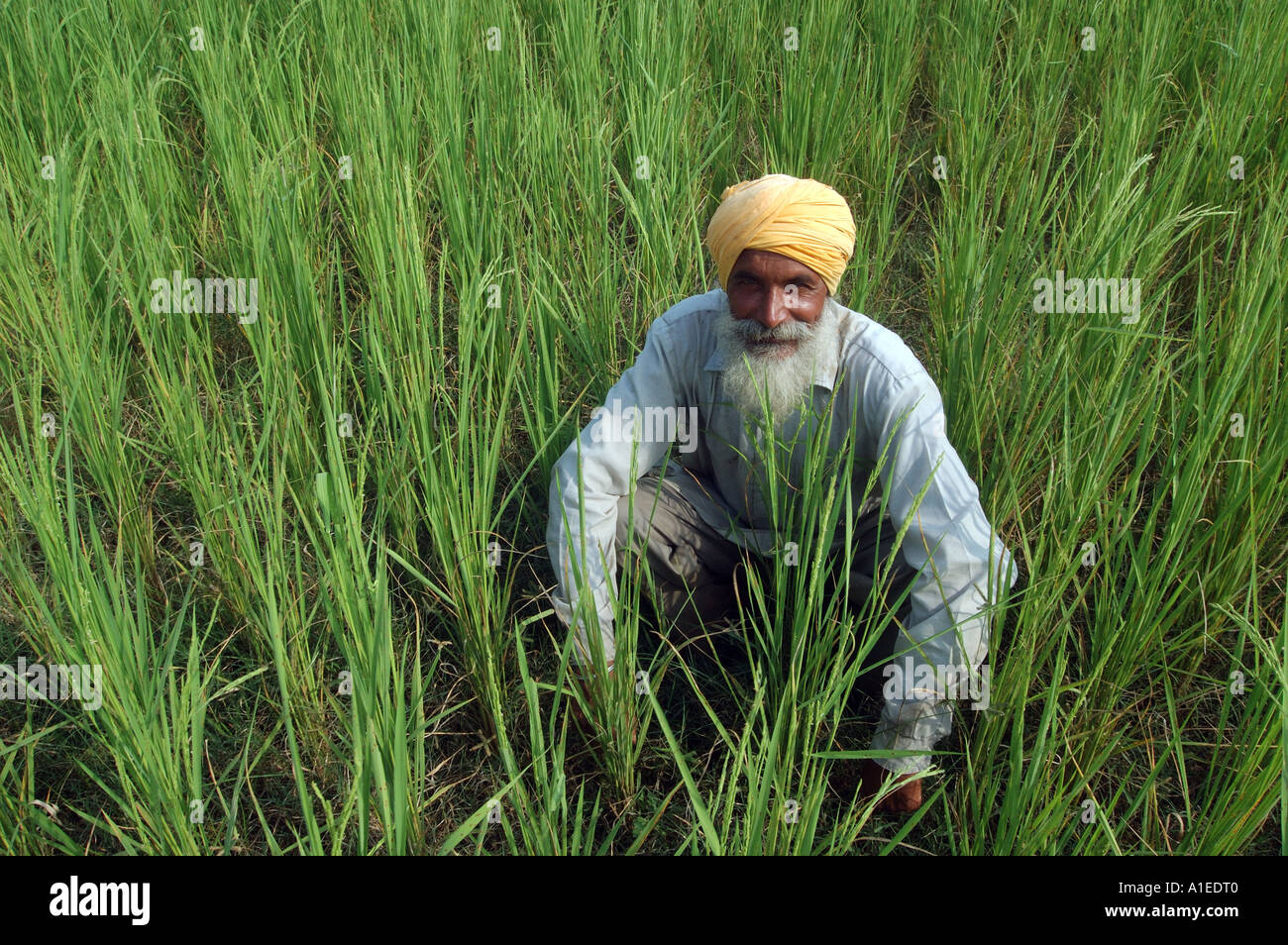 Fairtrade farmer on his rice field in northern India Stock Photo - Alamy