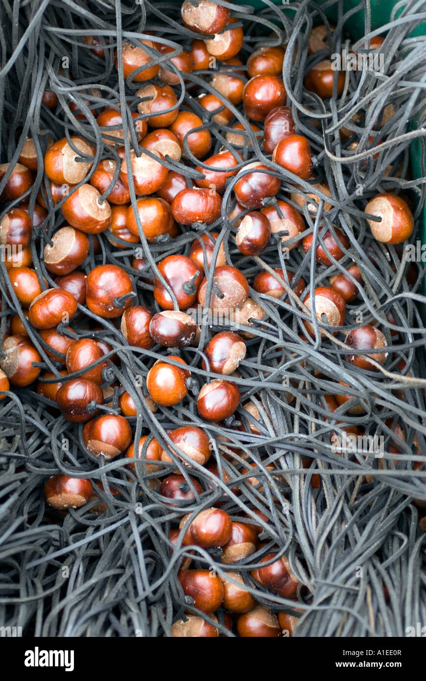 The british conker championship british conker championship hi-res ...