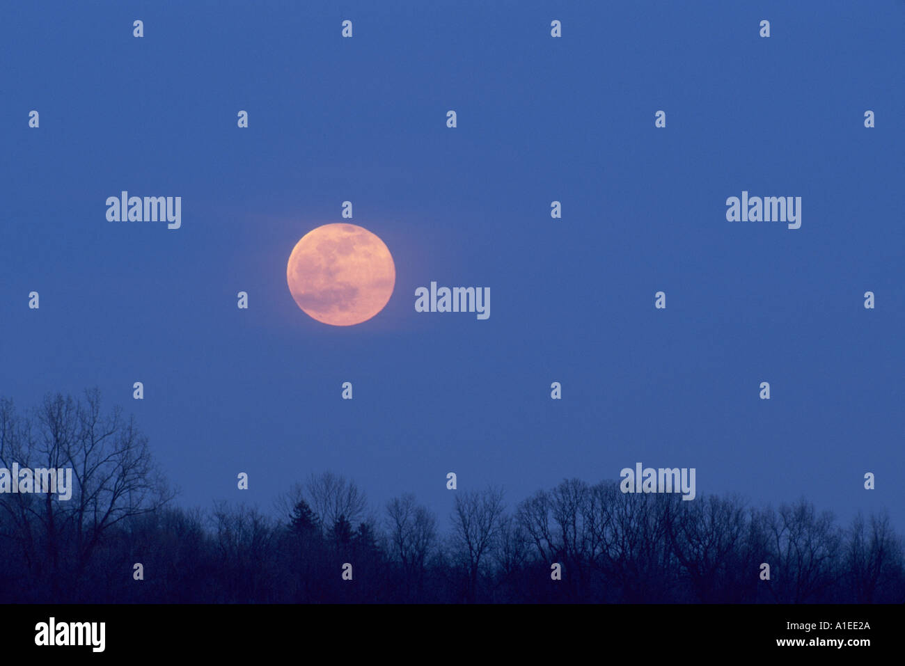 rising full moon over trees Stock Photo - Alamy