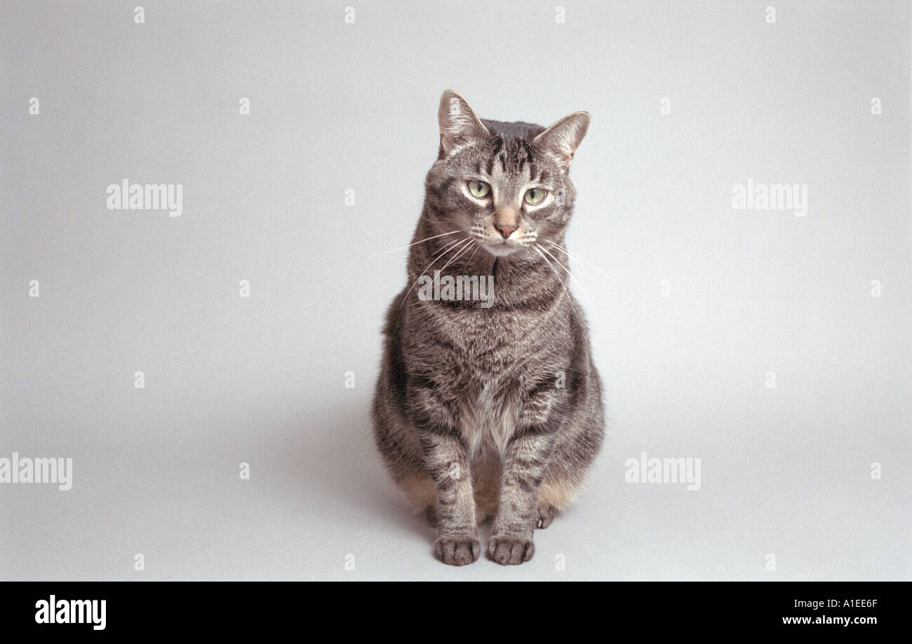 American Shorthair cat on plain gray background sitting and facing ...