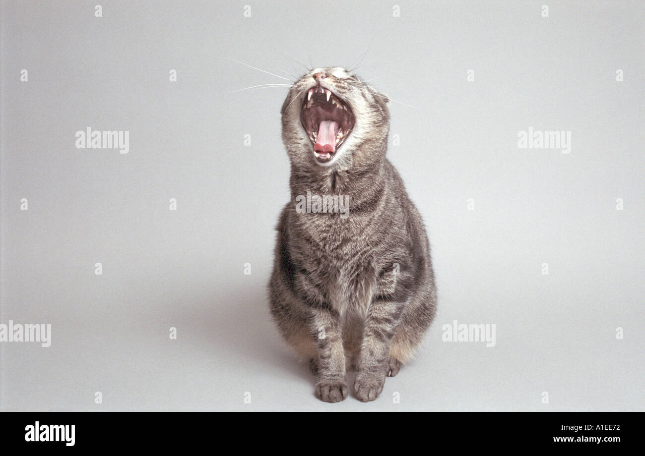 American Shorthair cat on plain gray background facing camera and ...