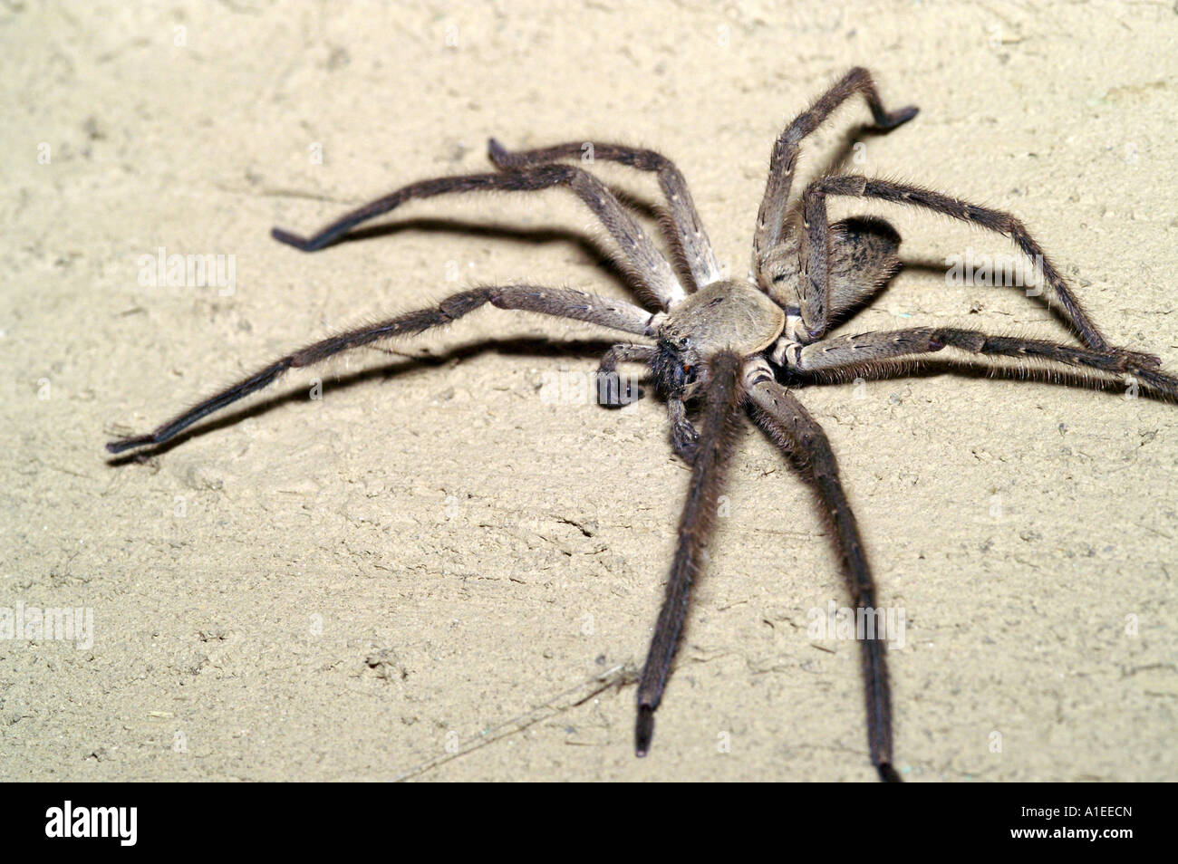 Closeup of large indian tarantula spider Stock Photo - Alamy