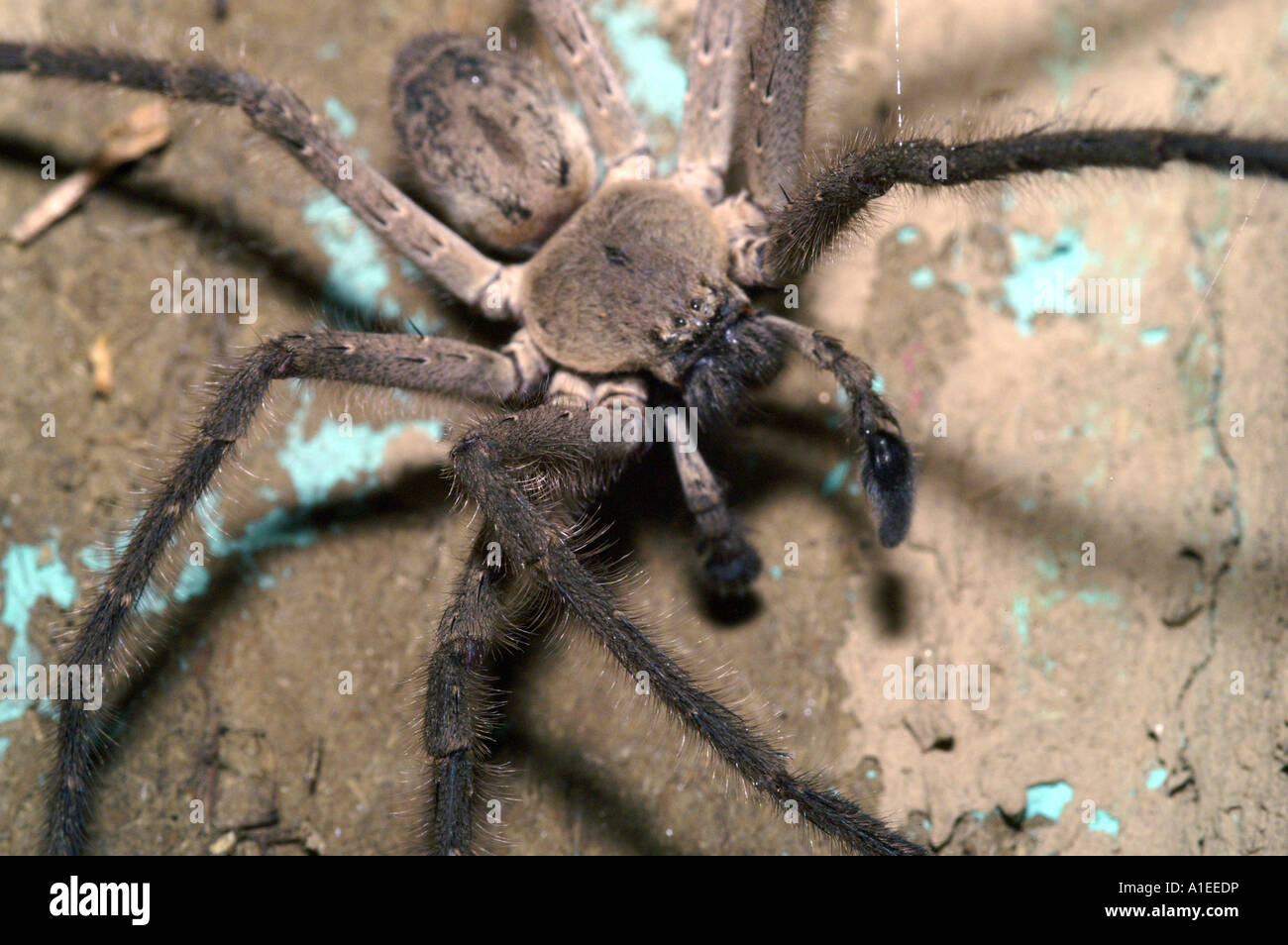 Closeup of large indian tarantula spider Stock Photo - Alamy