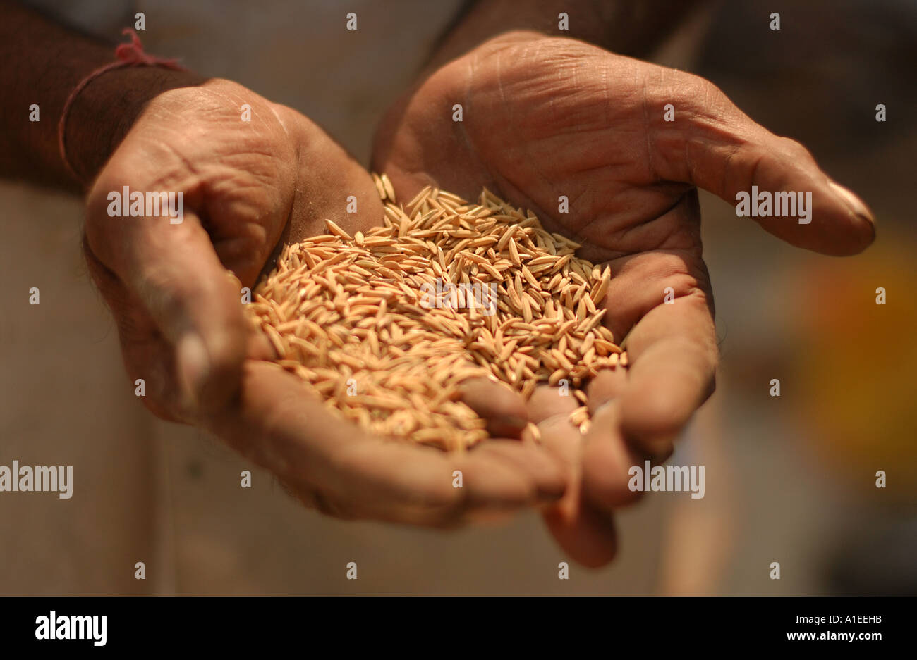 Hands holding rice Stock Photo - Alamy