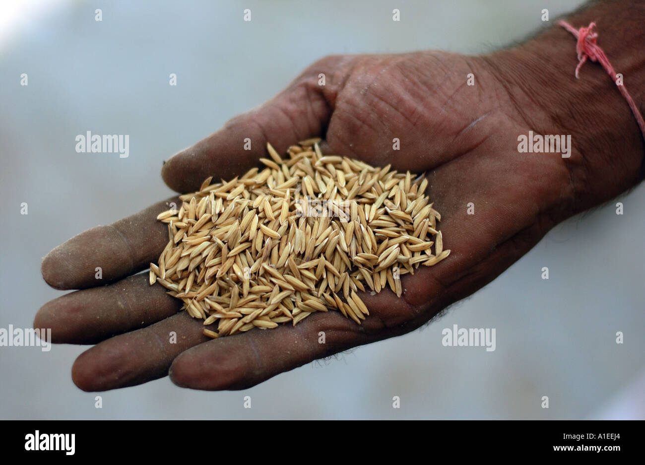 Hands holding rice Stock Photo - Alamy