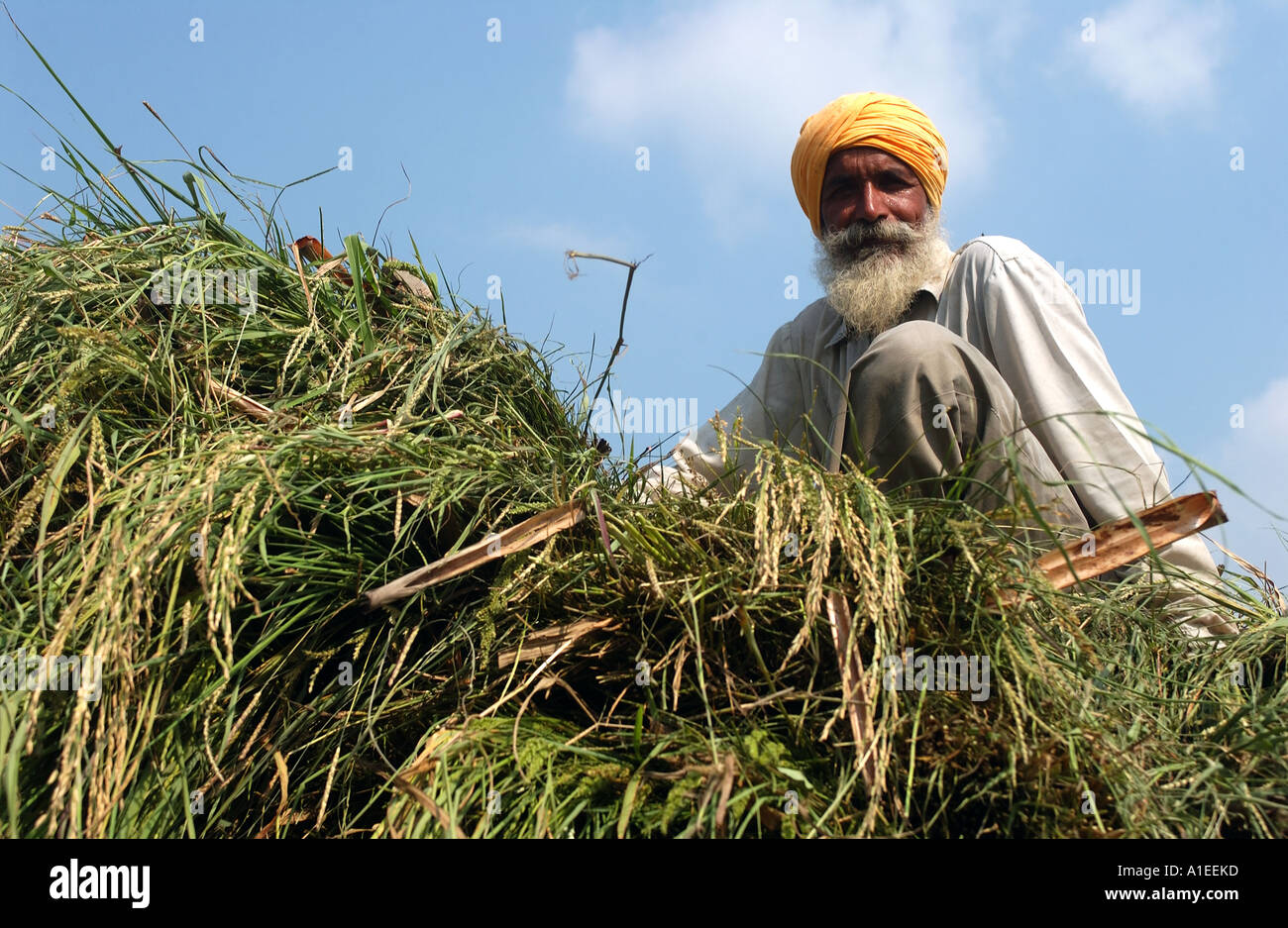 Fairtrade farmer on his rice field in northern India Stock Photo - Alamy
