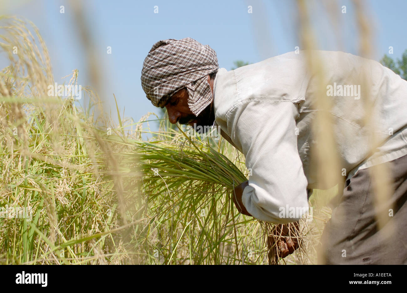 Farmer harvesting on a rice field in northern India. The rice here is ...