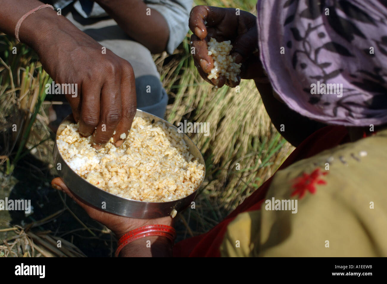 Tea break for labourers in India harvesting rice that is sold as ...