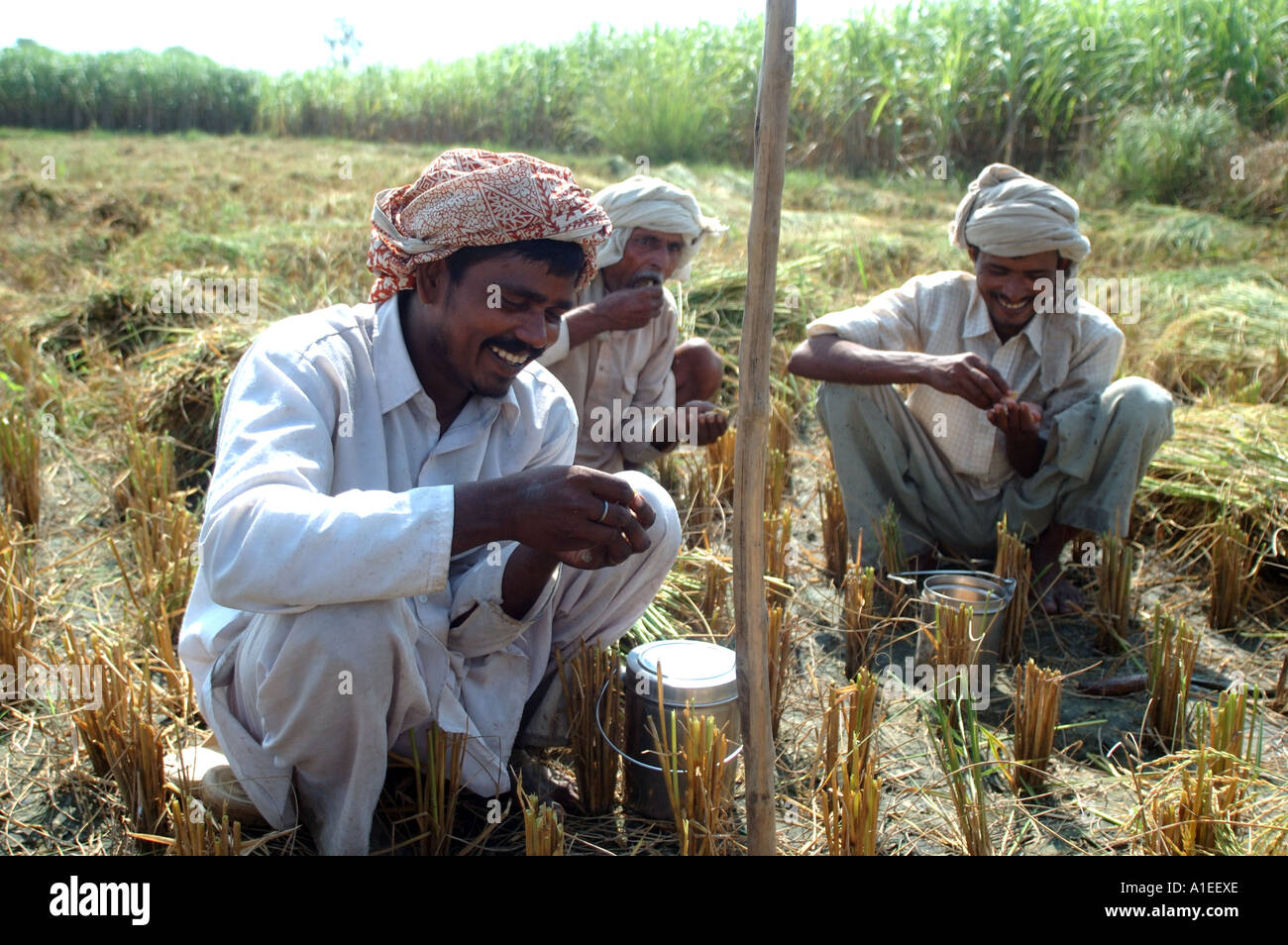 Tea break for labourers in India harvesting rice that is sold as ...