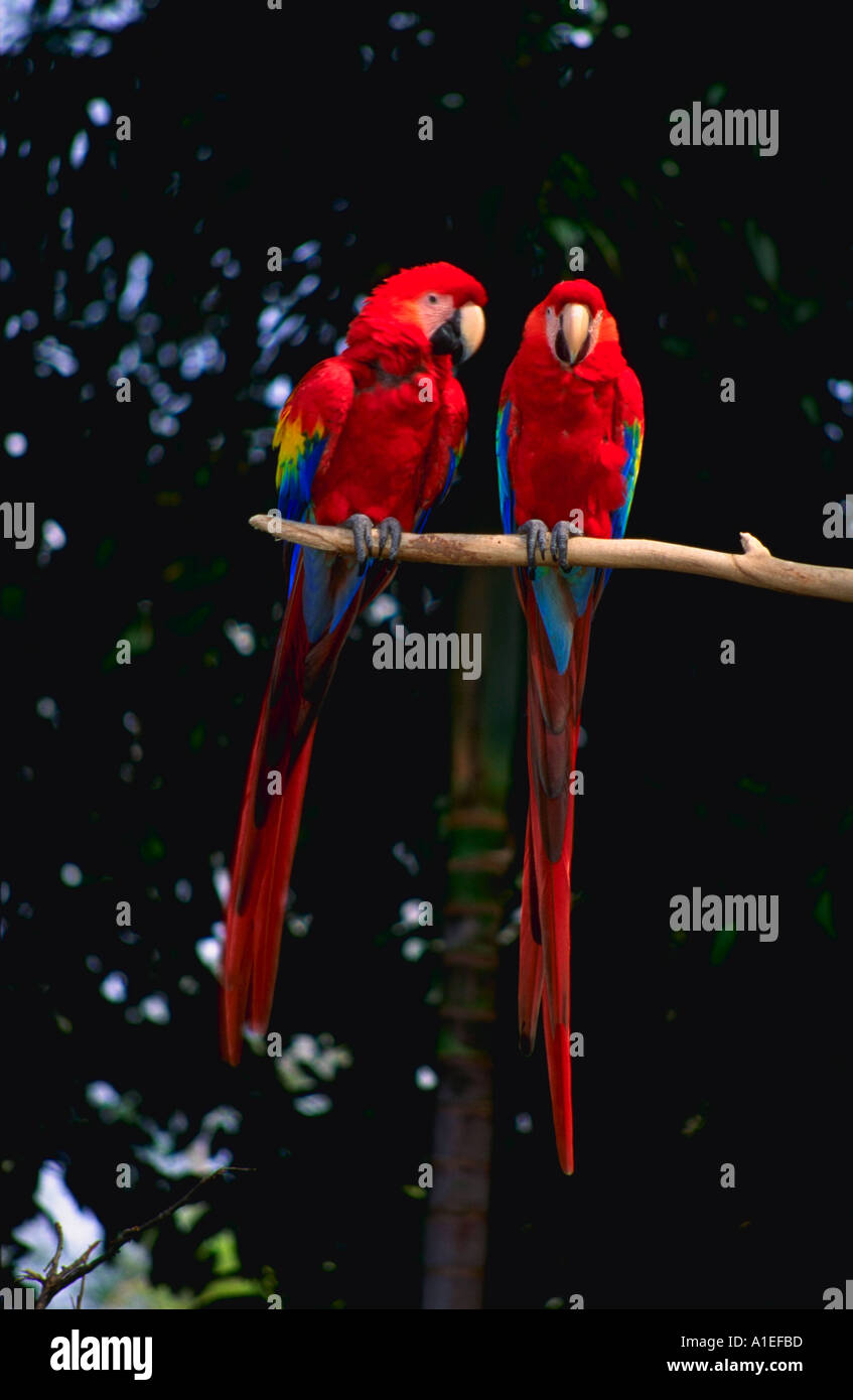 Two parrots sitting on branch next to eachother Stock Photo - Alamy