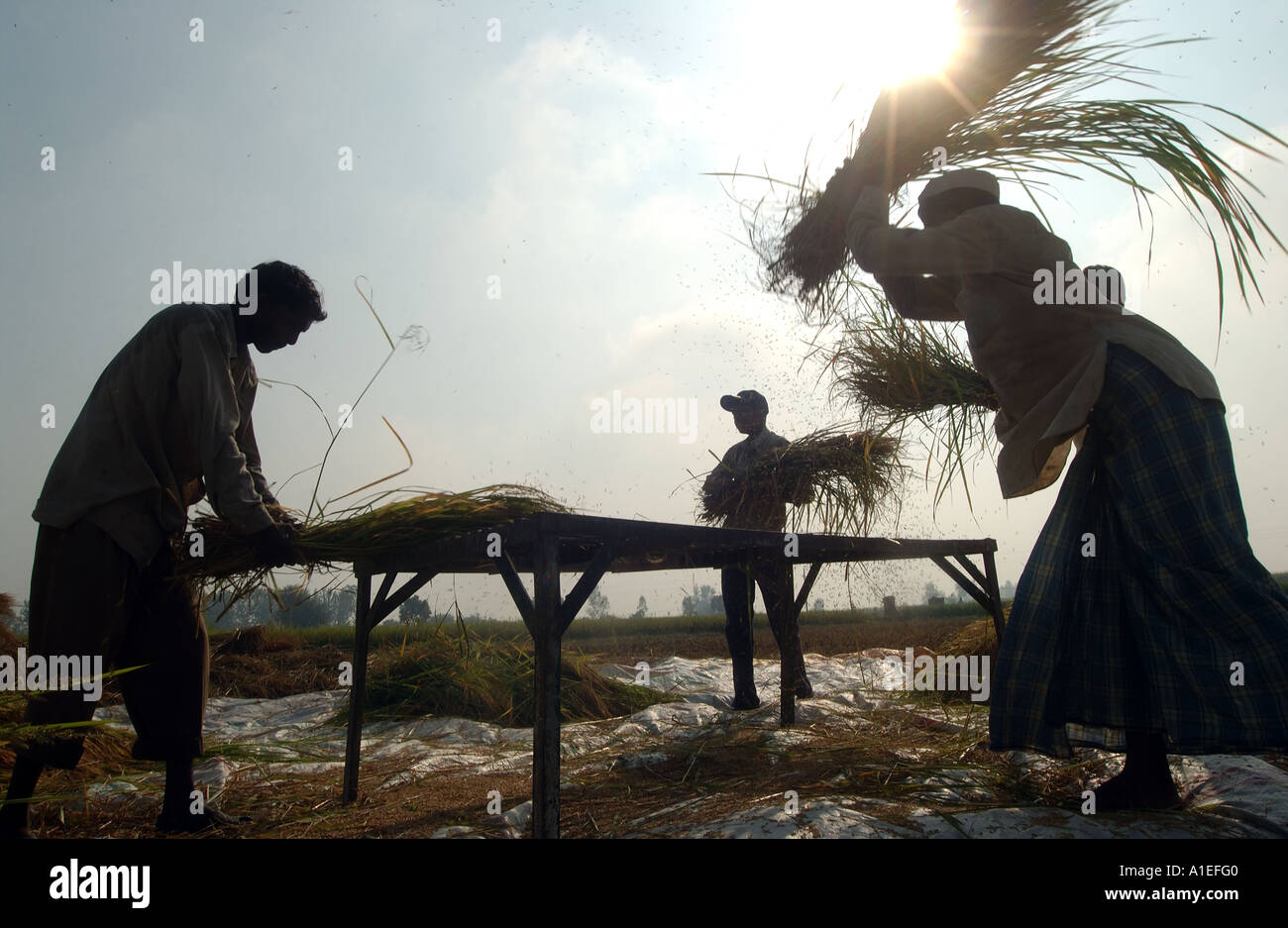 Labourers in India thrashing rice on a rice field. They are harvesting ...