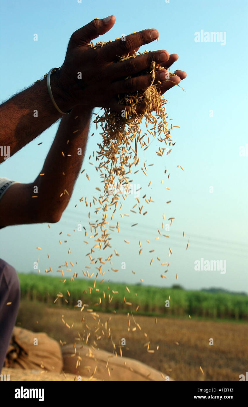 Fairtrade farmer with his rice on his rice field in northern India ...