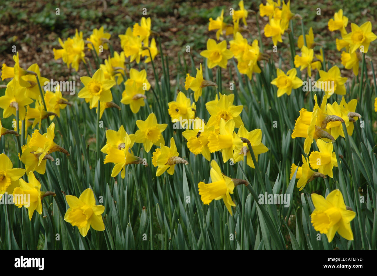 Small Clump of Daffodils Stock Photo - Alamy