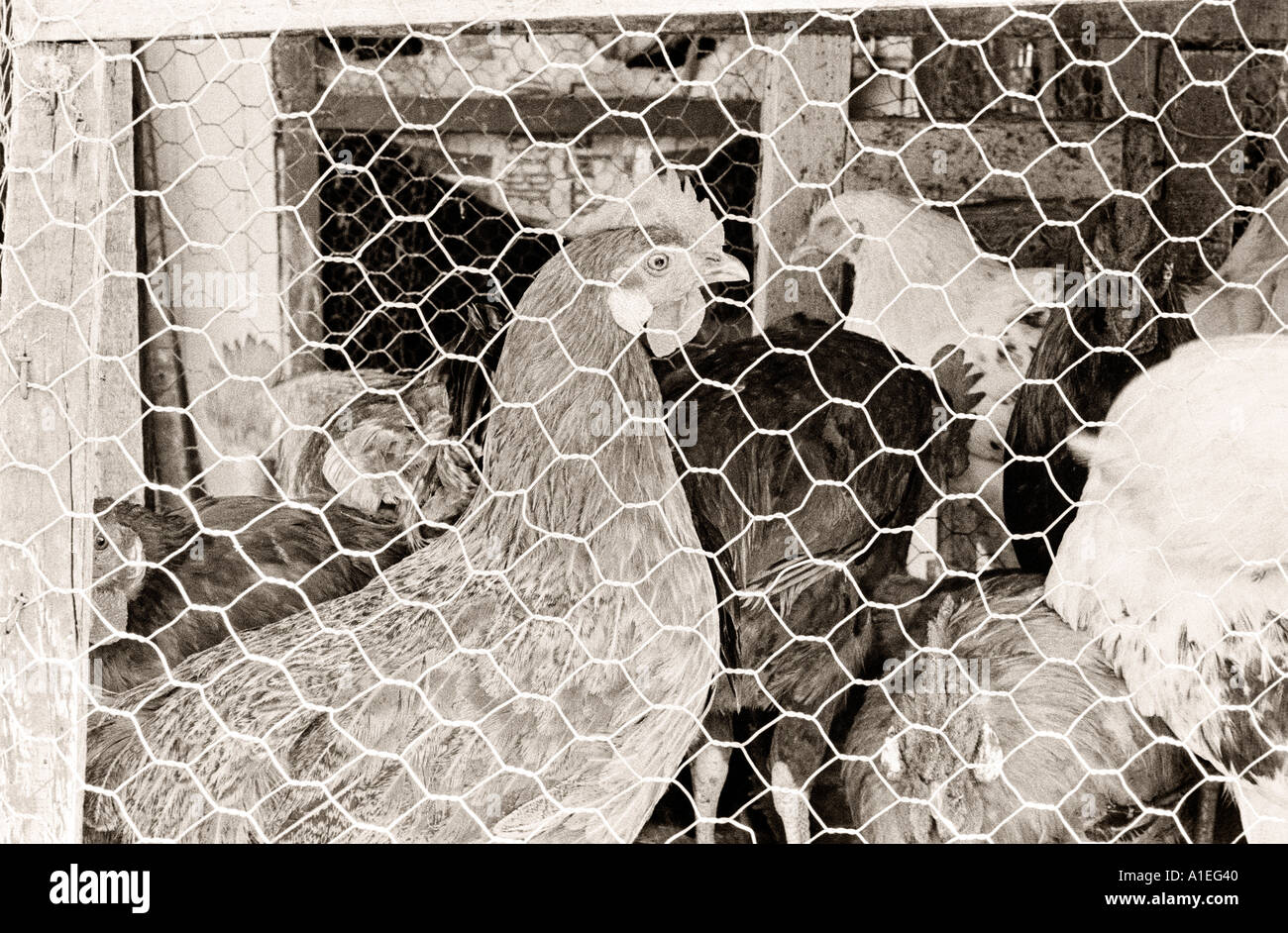 AFRICA MOROCCO TANGIER Chickens for sale at an open air market in old ...