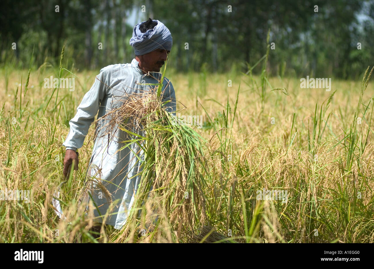 Labourer on a rice field in northern India. The rice here is traded ...