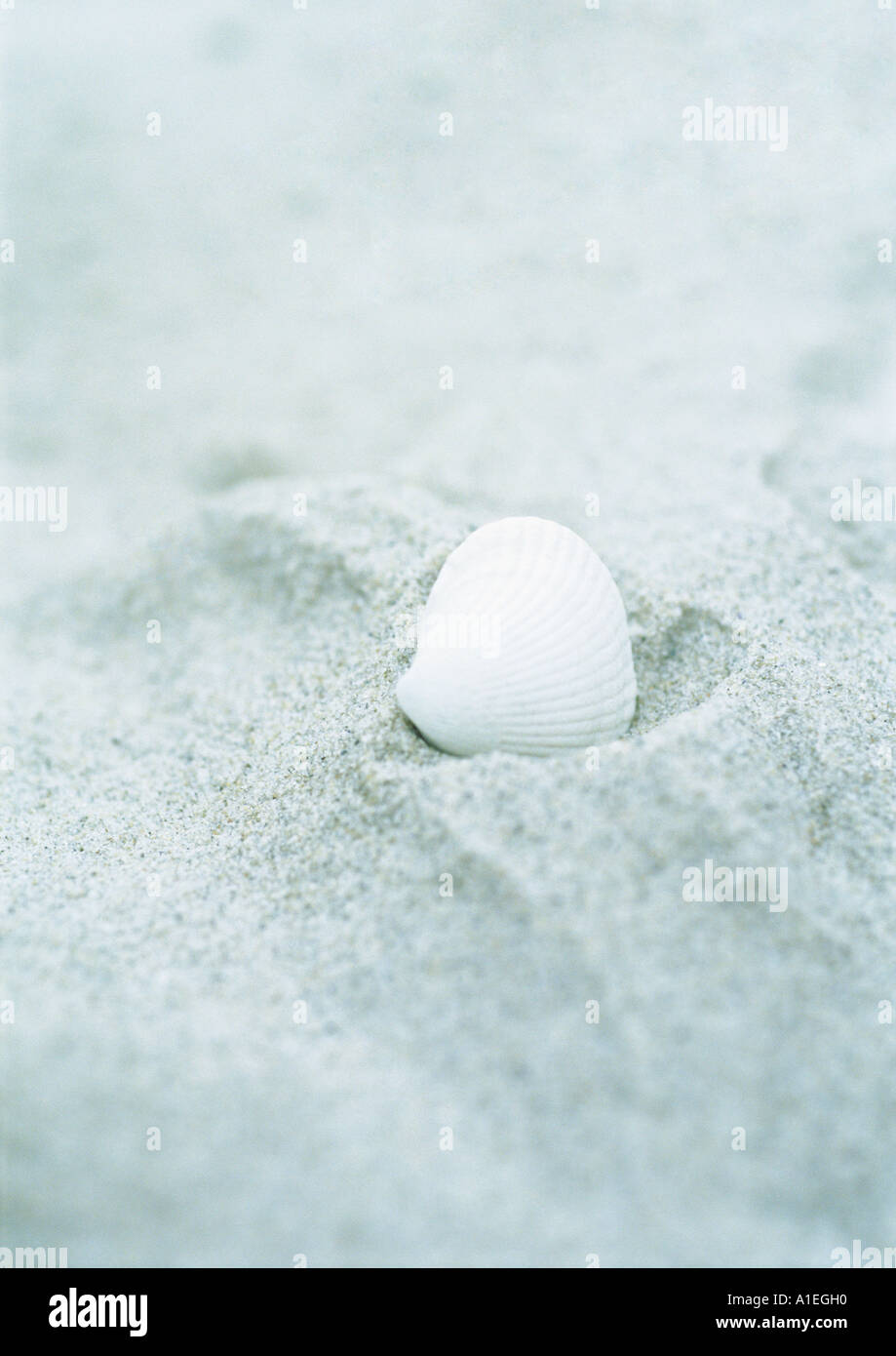 Seashell on sand Stock Photo - Alamy