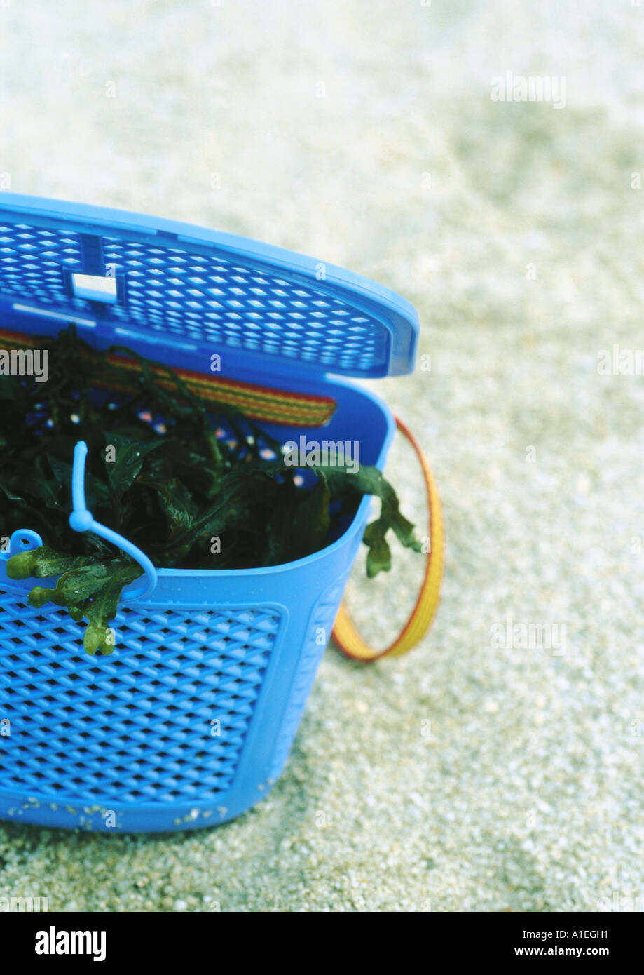 Plastic container holding seaweed on beach Stock Photo - Alamy