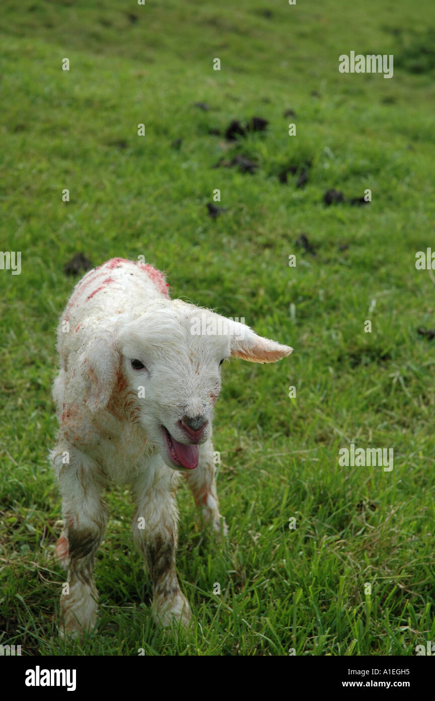Newly Born Wiltshire Horn Lamb Standing and Bleeting in a Field Stock ...
