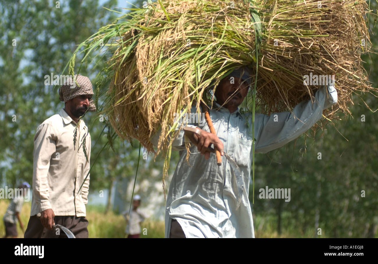 Labourers on a rice field in northern India. The rice here is traded ...