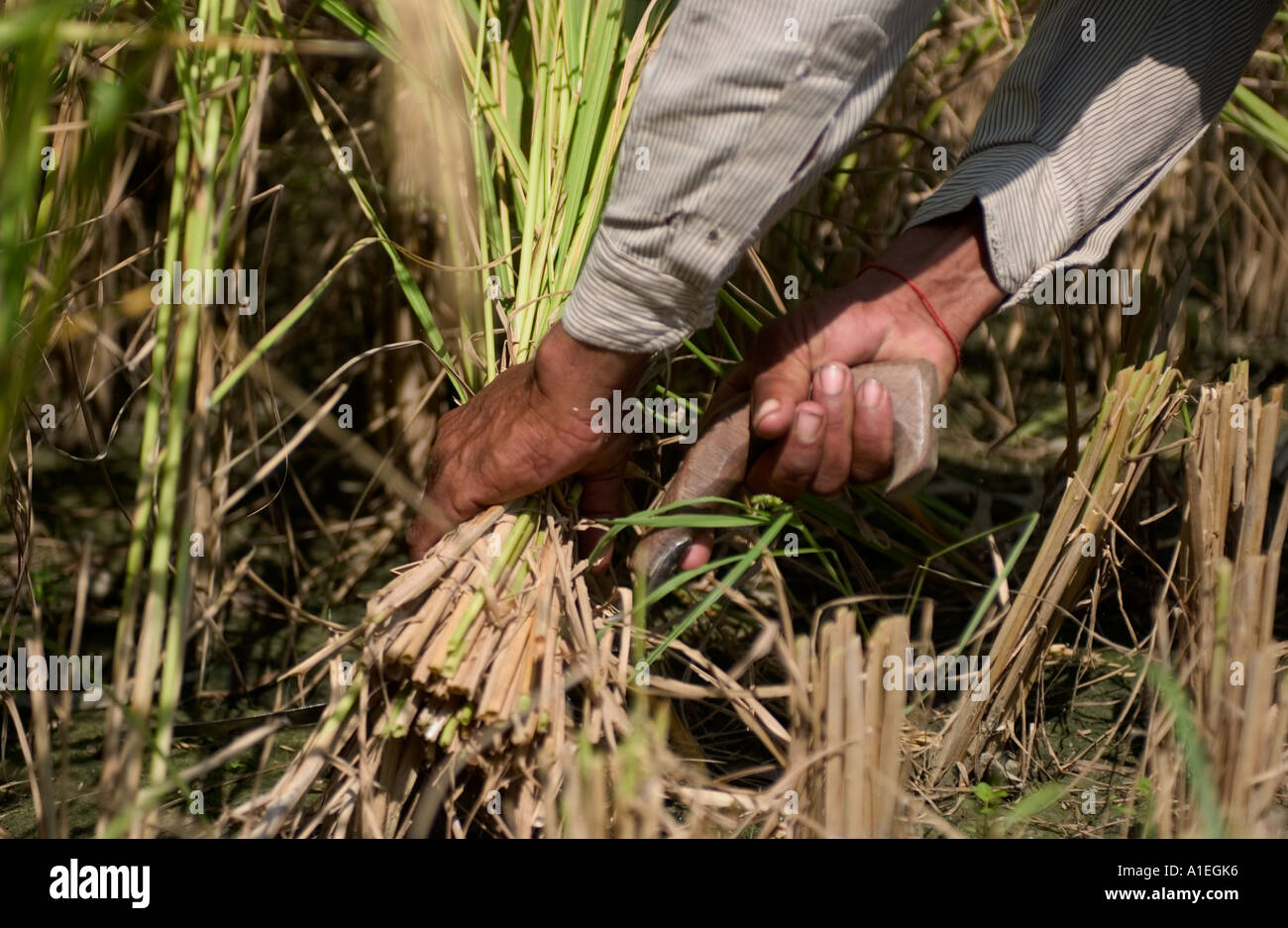 Labourer on a rice field in northern India. The rice here is traded ...