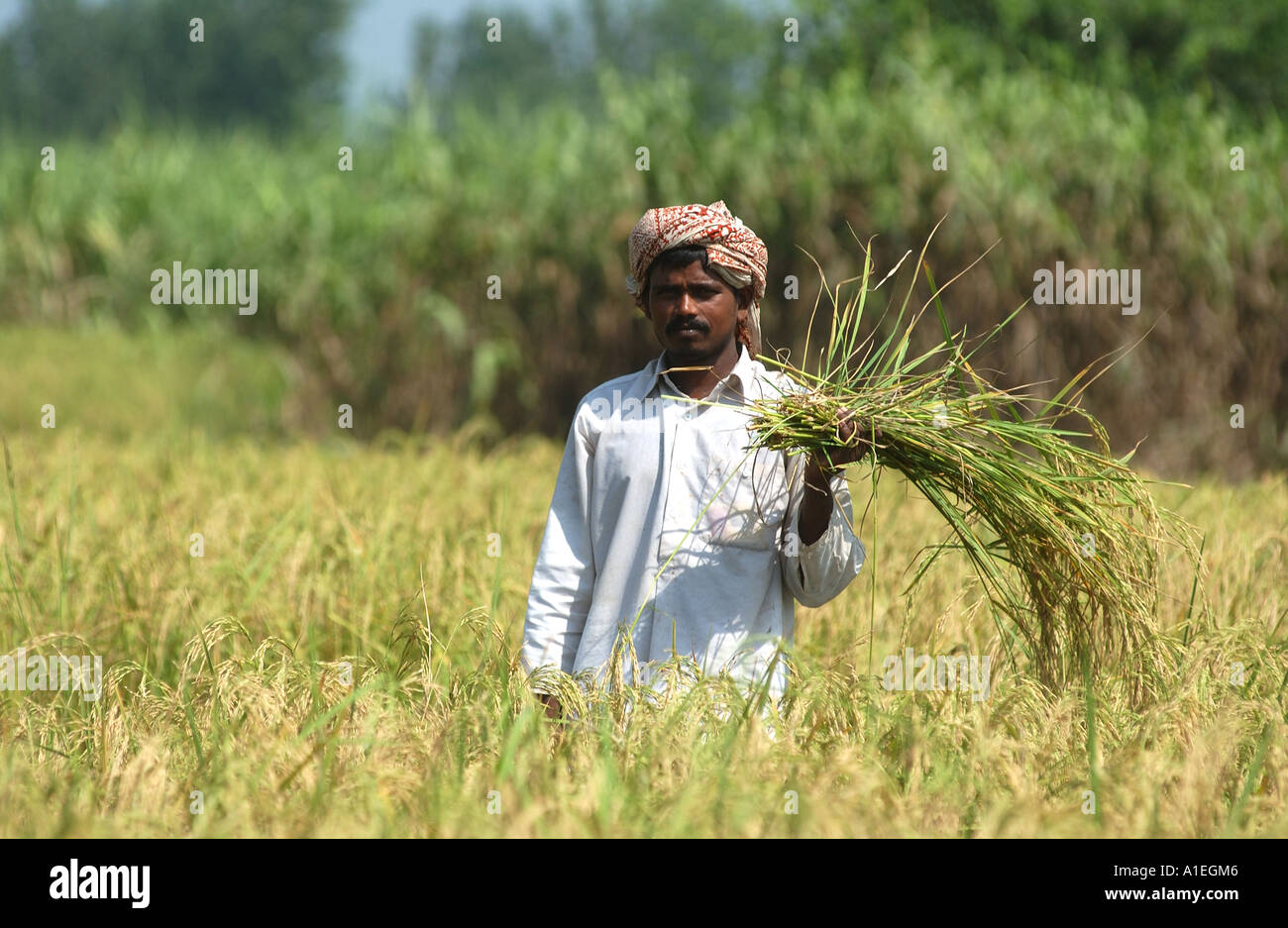 Labourer on a rice field in northern India. The rice here is traded ...