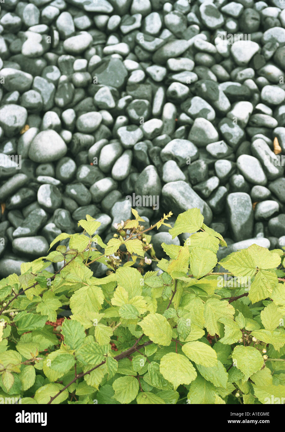 Bramble rocks hi-res stock photography and images - Alamy