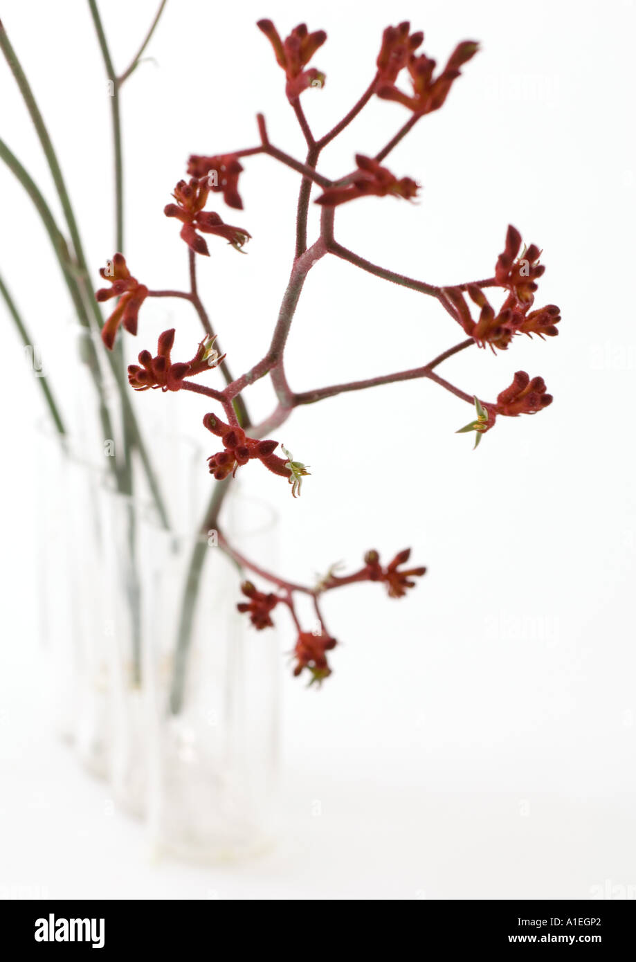 Kangaroo paw flowers hi-res stock photography and images - Alamy