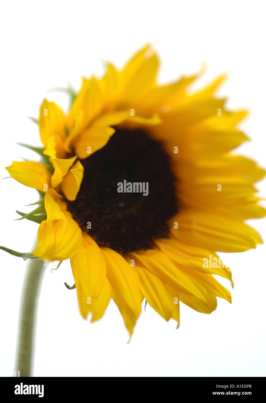 Sunflower stems stalk hi-res stock photography and images - Alamy