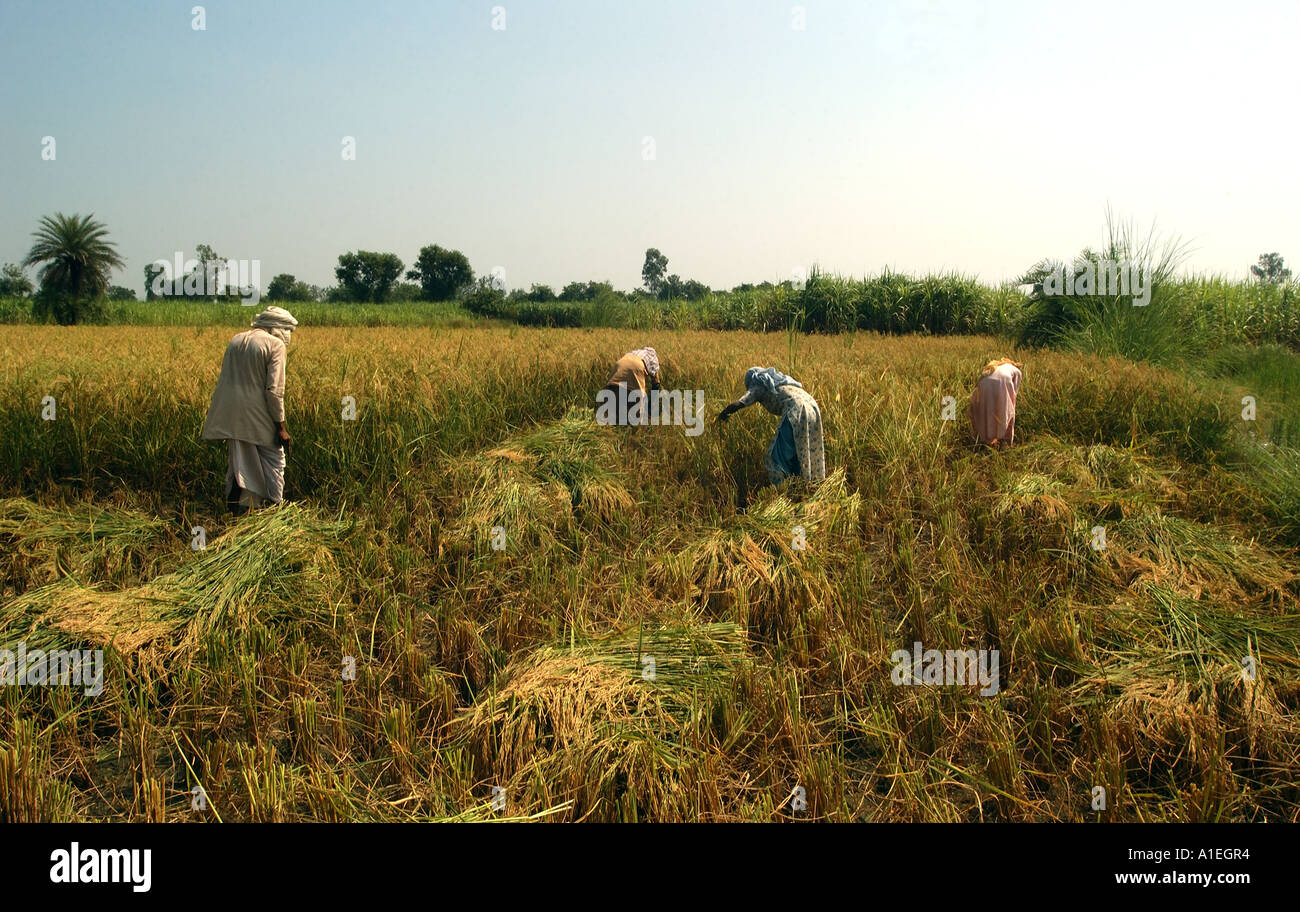 Labourers on a rice field in northern India. The rice here is traded ...