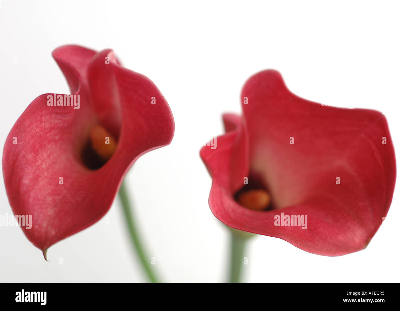Two calla lillies hi-res stock photography and images - Alamy