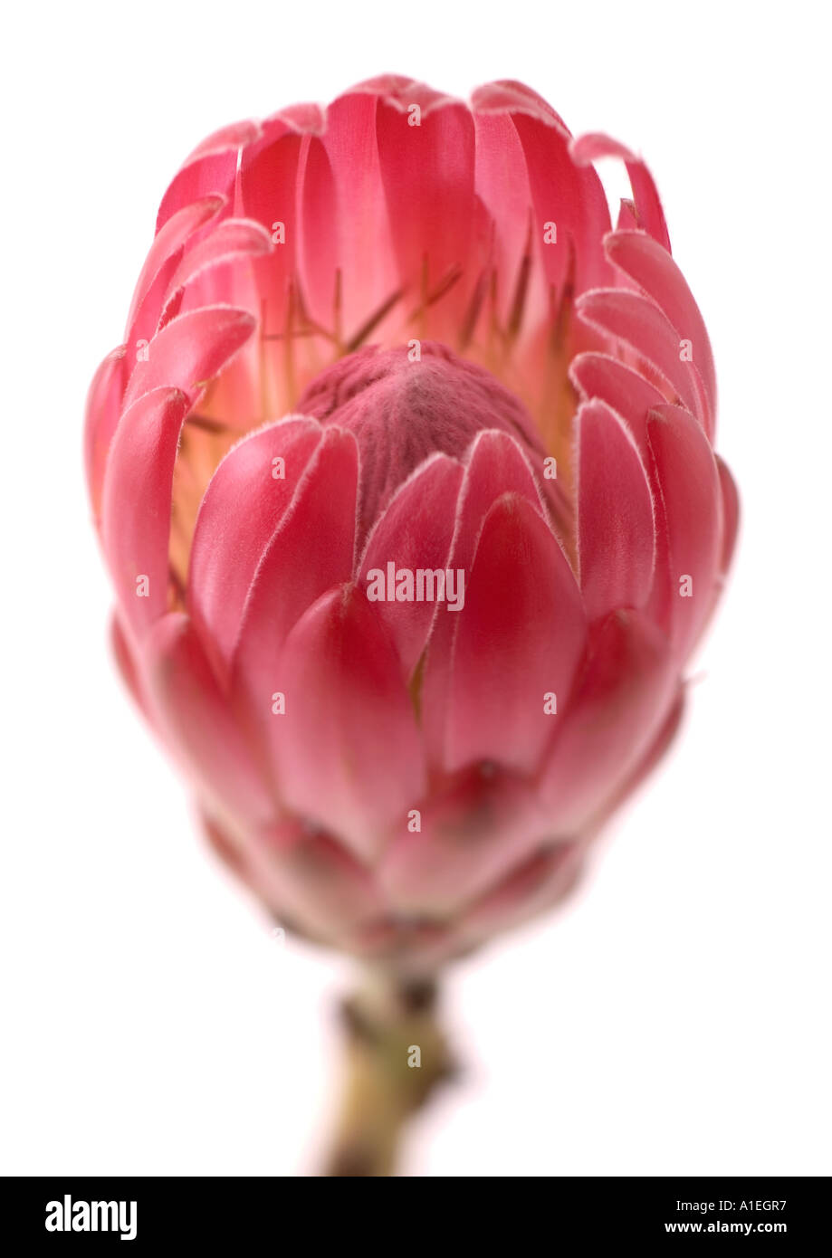 Protea on stem hi-res stock photography and images - Alamy