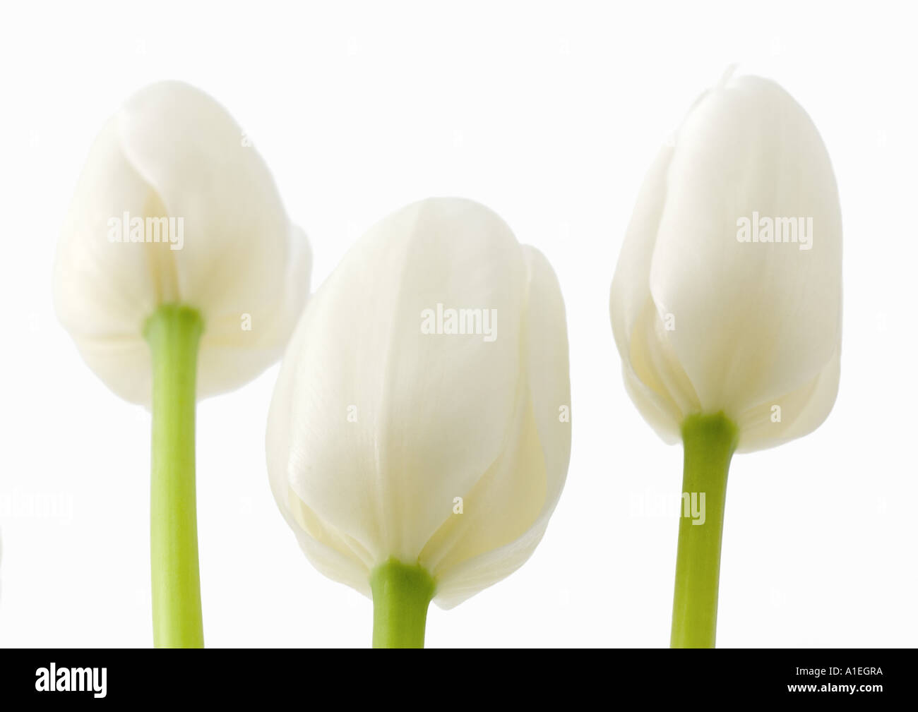 In image shot extreme Cut Out Stock Images & Pictures - Alamy