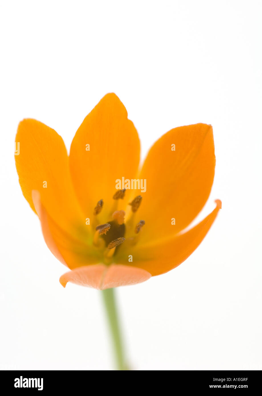 Yellow Chincherinchee (Ornithogalum dubium Stock Photo - Alamy