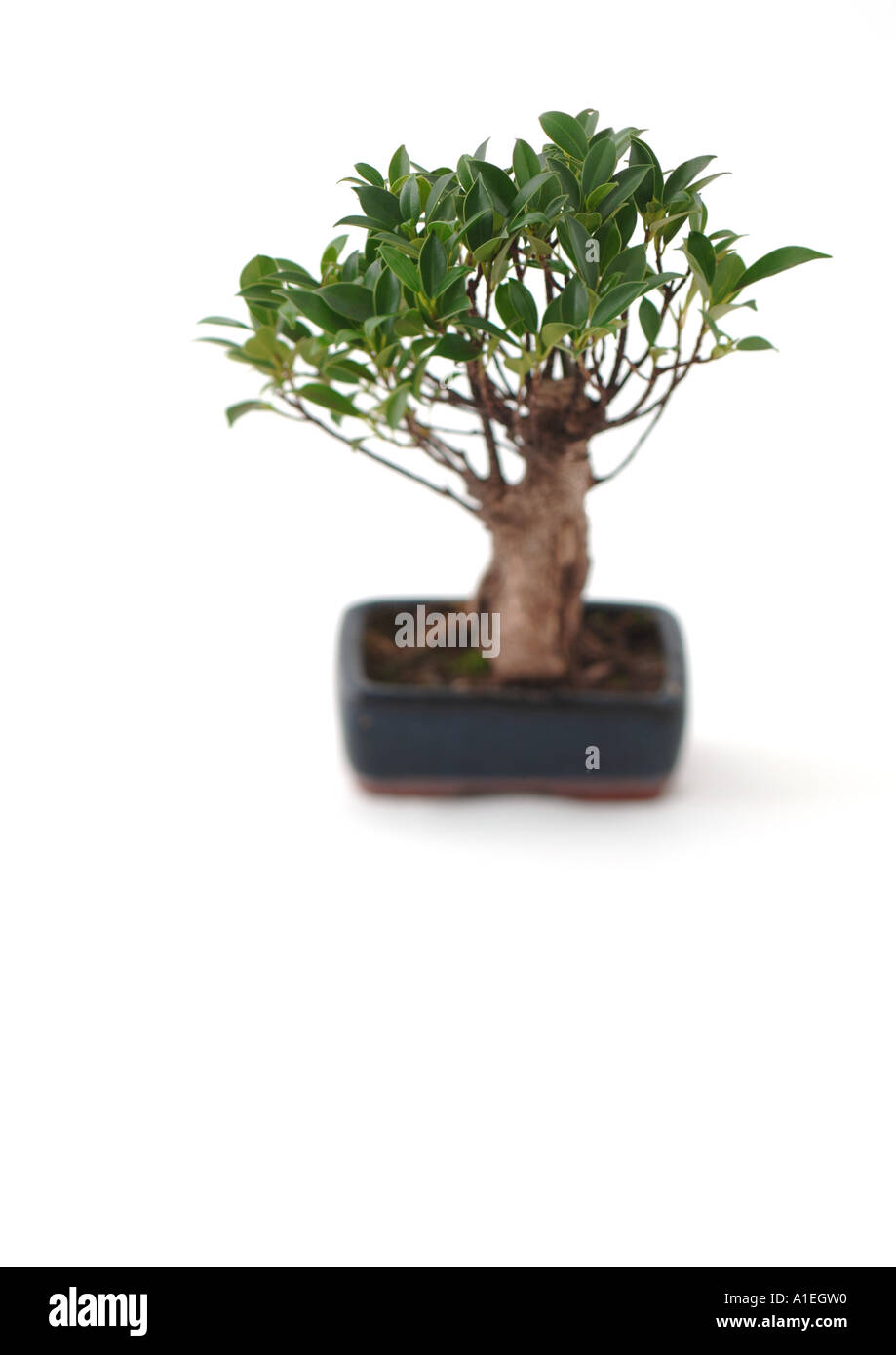Empty bonsai pots Cut Out Stock Images & Pictures - Alamy