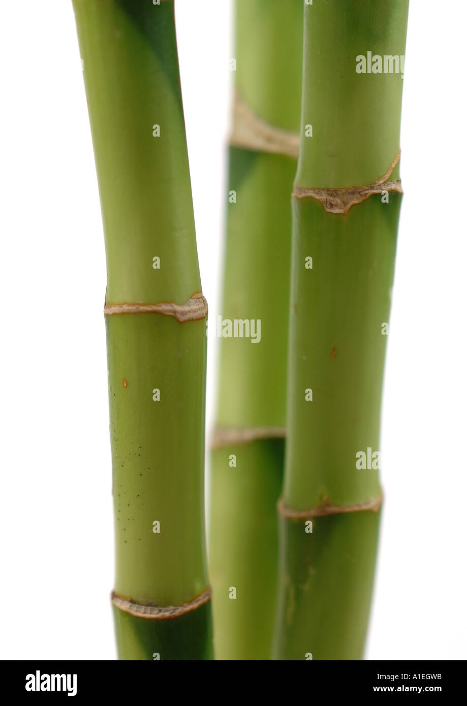 Cut bamboo stems hi-res stock photography and images - Alamy