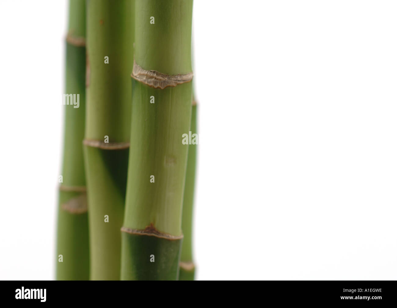 Cut bamboo stems hi-res stock photography and images - Alamy