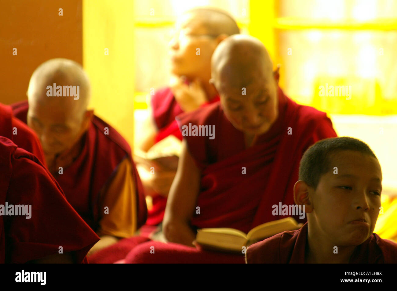 Tibetan monks reading book hi-res stock photography and images - Alamy