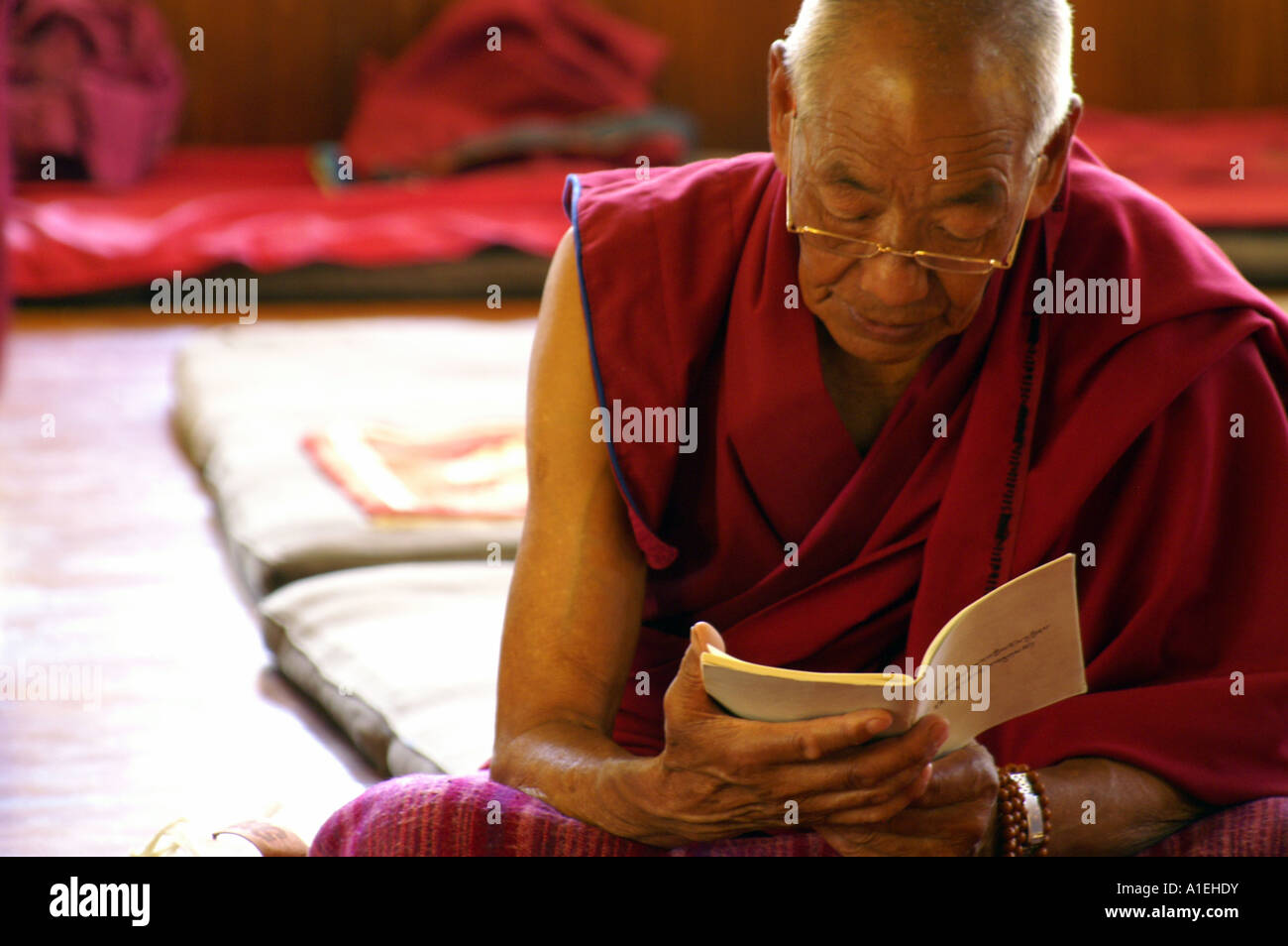 One monk in Namgyal monastery reading book during prayers, McLeod Ganj ...