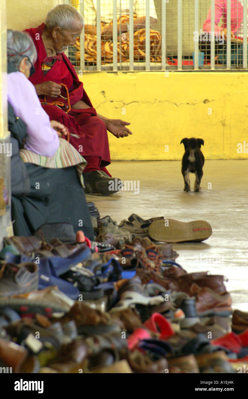 Monk dog and heap of abandoned shoes during prayers in Namgyal ...