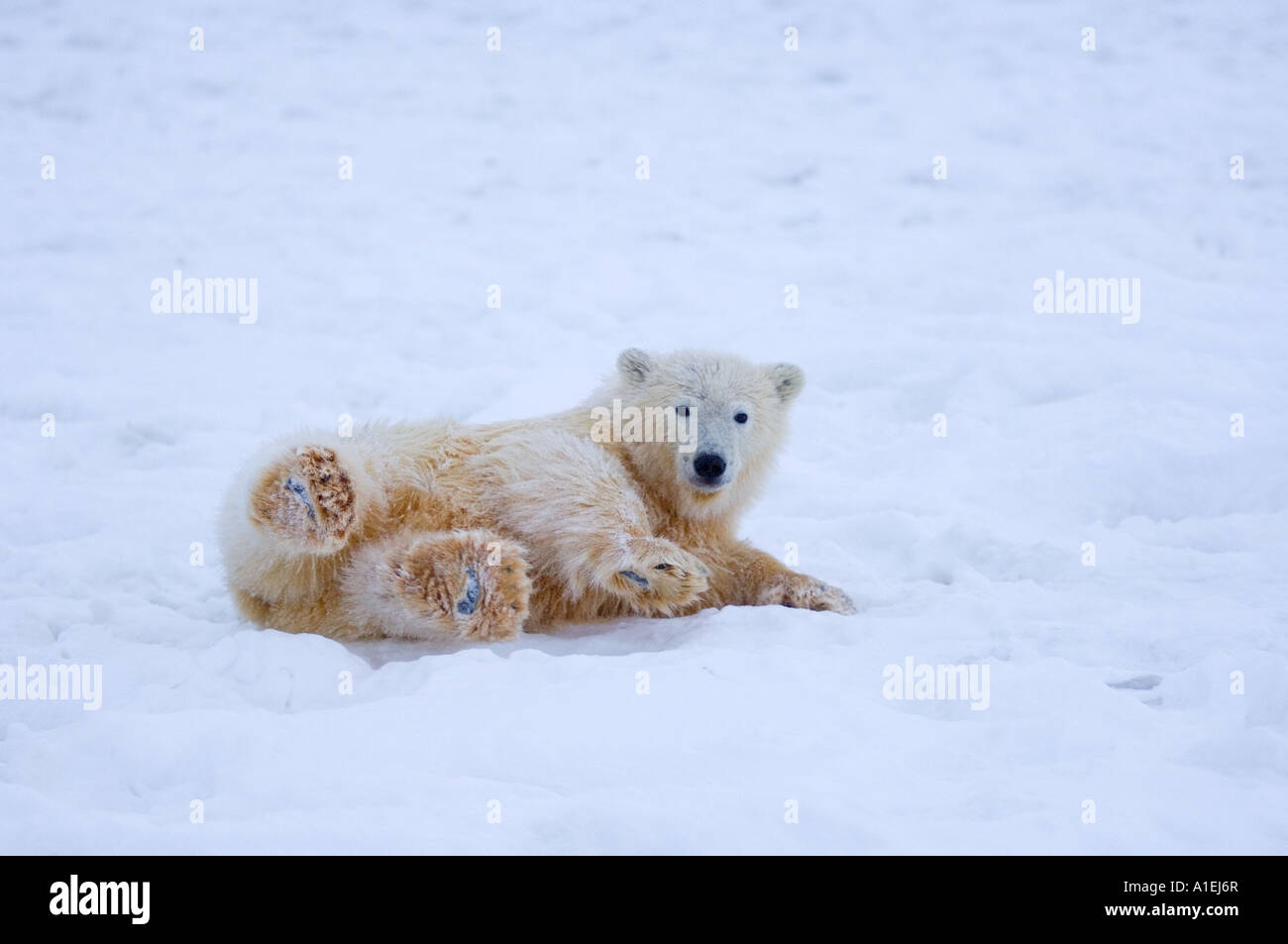 polar bear Ursus maritimus cub rolling around on the pack ice 1002 area ...