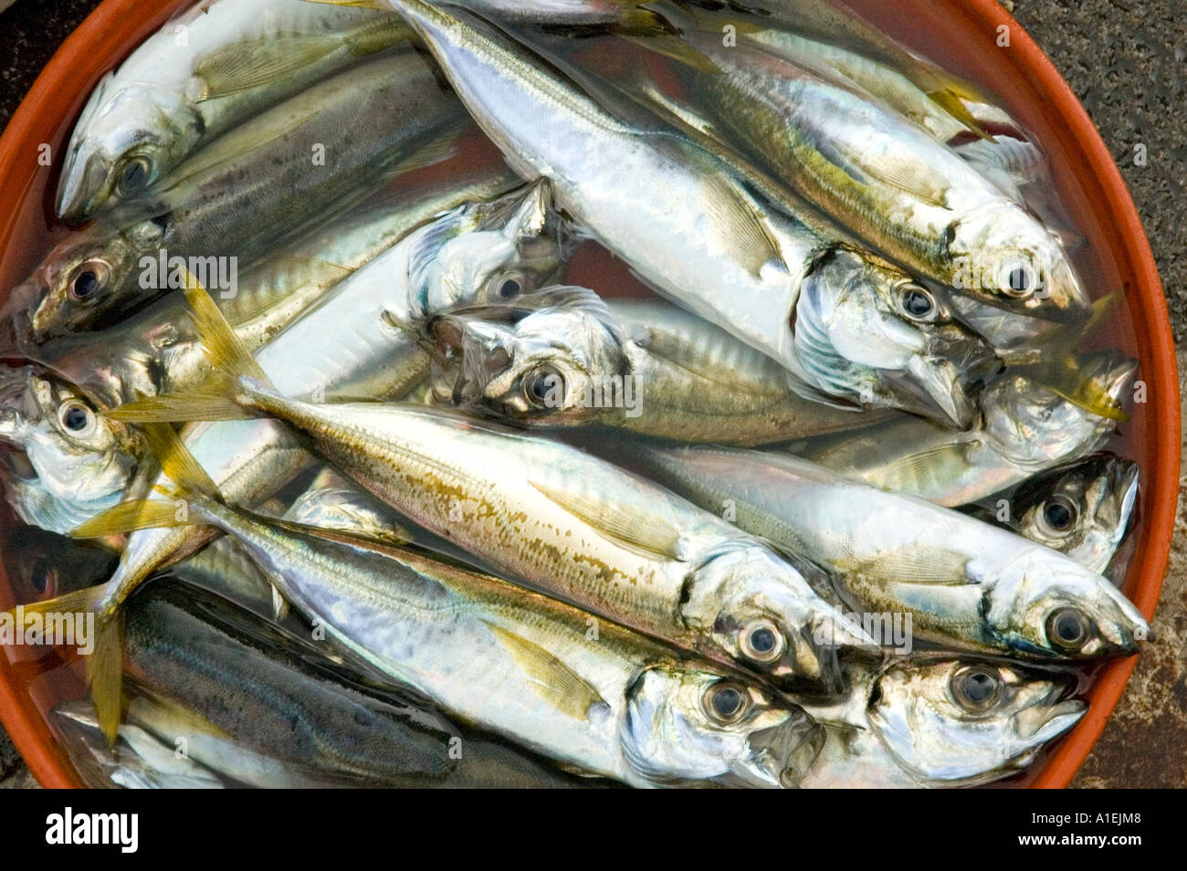 A bowl of small silver fish caught from the Galata Bridge, Galata ...