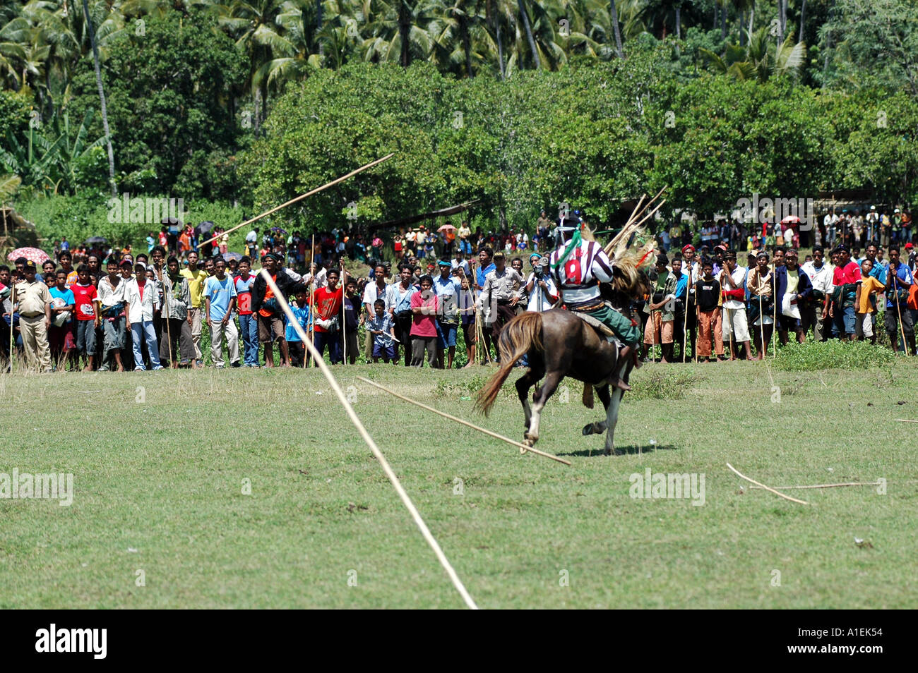Sumba pony hi-res stock photography and images - Alamy