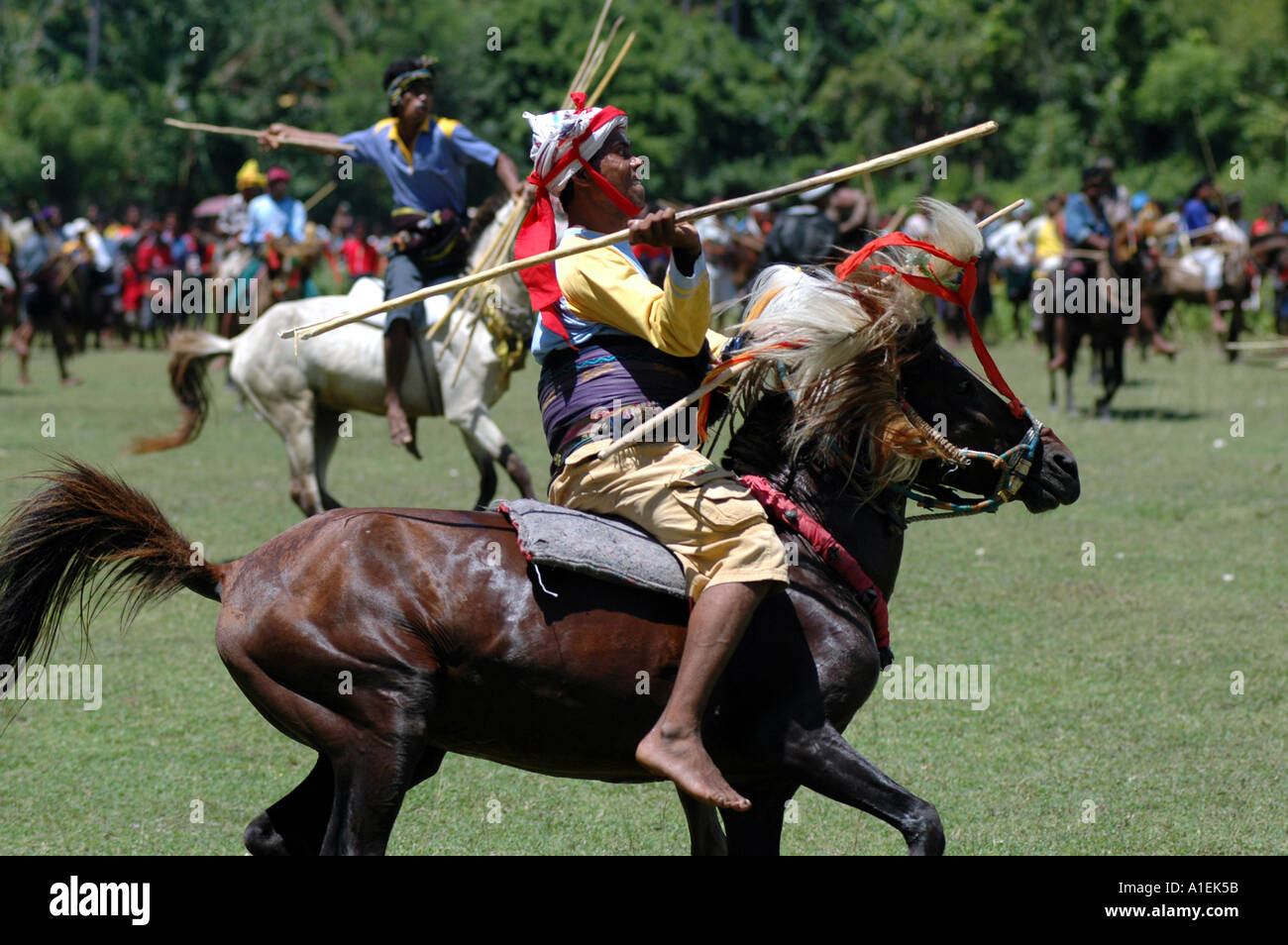 Sumba pony hi-res stock photography and images - Alamy