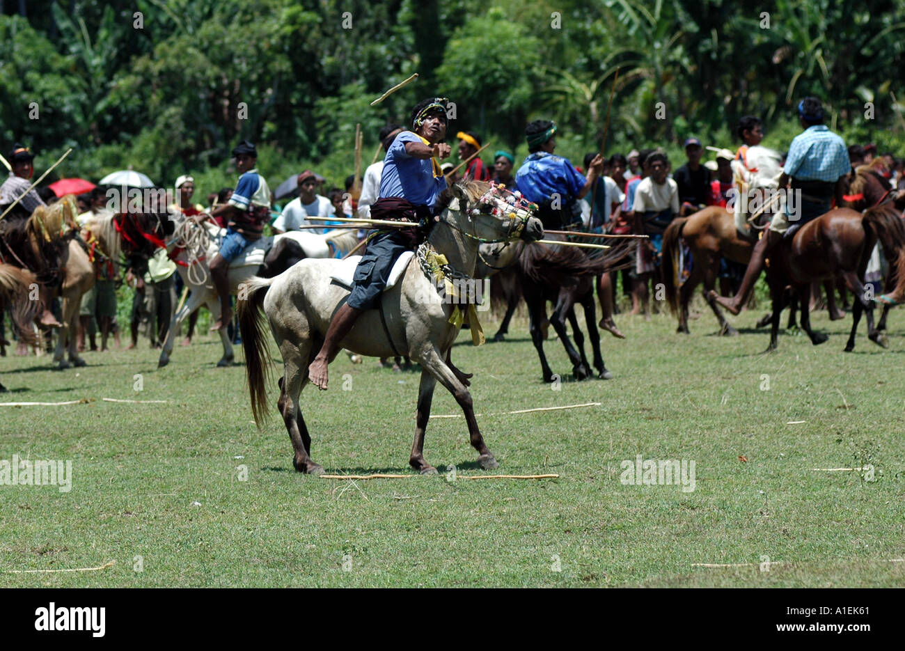 Sumba pony hi-res stock photography and images - Alamy