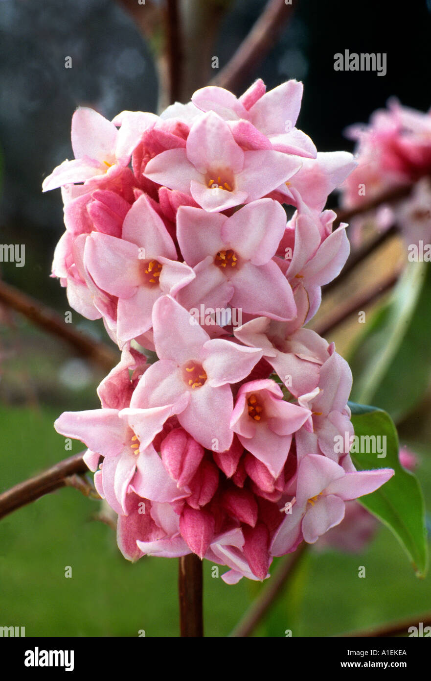 Daphne bholua 'Jacqueline Postill' AGM fragrant tubular pink flower ...