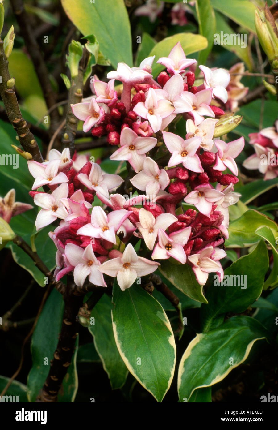 Daphne odora Aureomarginata Marginata fragrant tubular pink flower ...