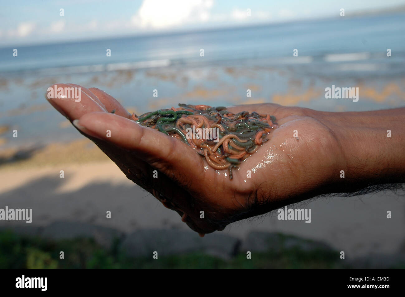 Sumba beach horse hi-res stock photography and images - Alamy