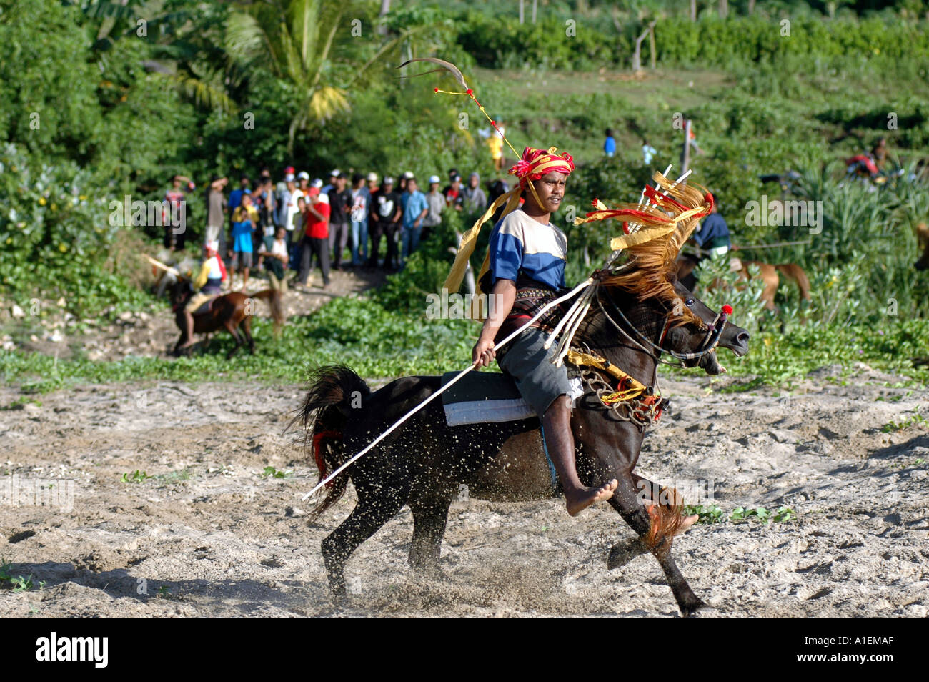 Sumba horse hi-res stock photography and images - Alamy
