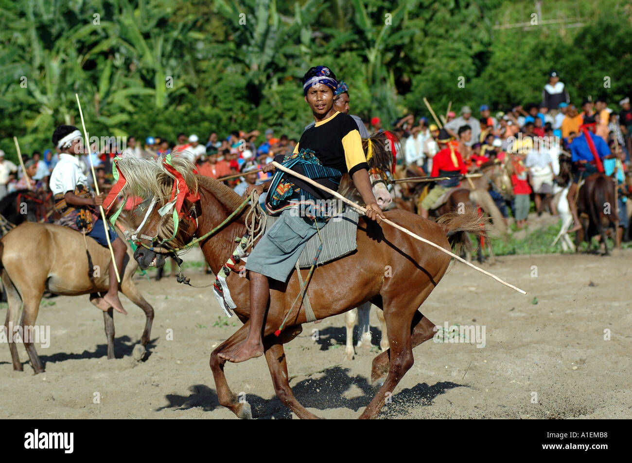 Sumba pony hi-res stock photography and images - Alamy