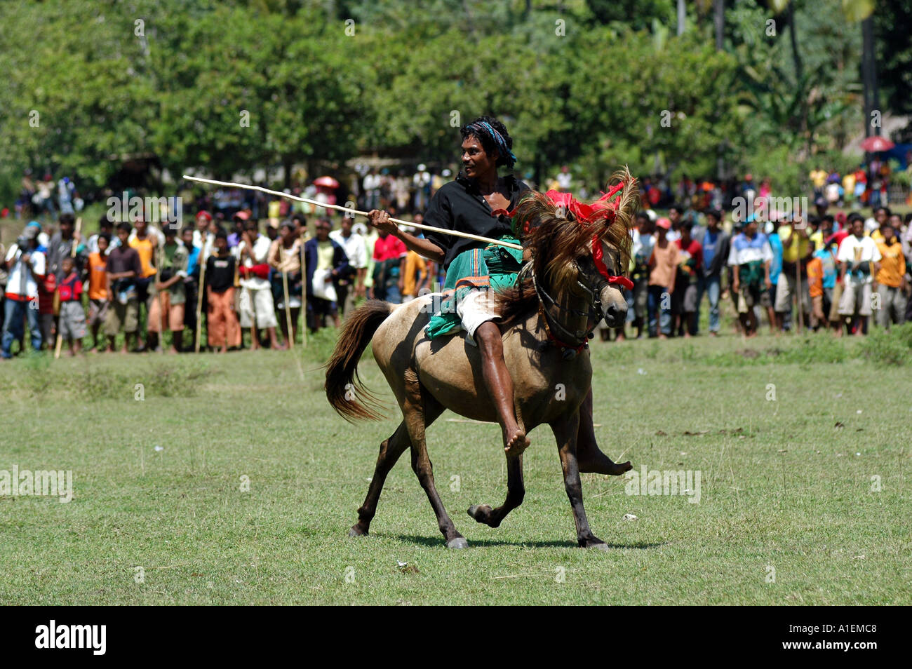 Sumba pony hi-res stock photography and images - Alamy